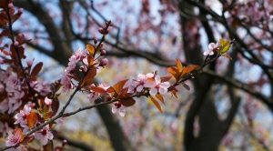 Warm Spring Expected for West, Flooding Risk in East | Climate Central