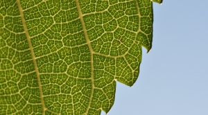 Artificial Photosynthesis Closer to Boosting Renewables | Climate Central