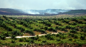 Palm Oil Production Poses Problems for the Climate | Climate Central