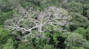 Drying Amazon Could Be Major Carbon Concern | Climate Central