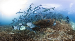 Great Barriers: Reefs First Line of Coastal Defense | Climate Central