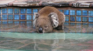 For This Koala, Global Warming Is Not a Fuzzy Tale | Climate Central