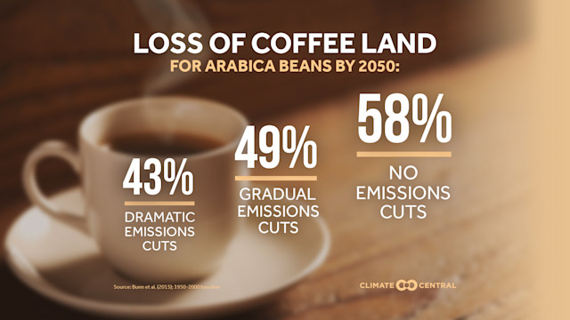 Roasted: Coffee at Risk | Climate Central