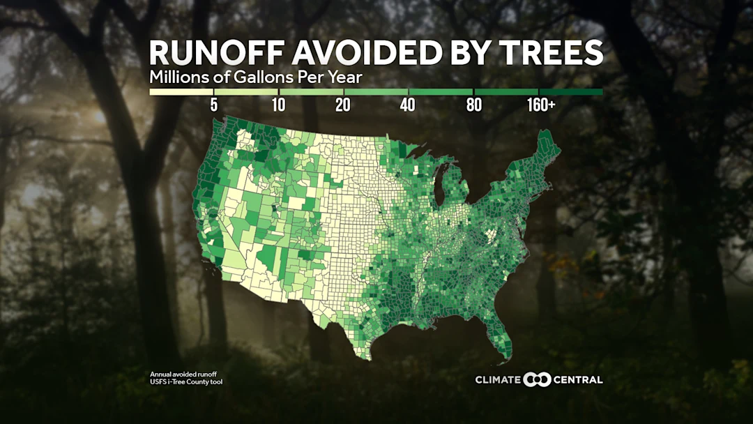 The Power of Trees: Fighting Floodwaters | Climate Central