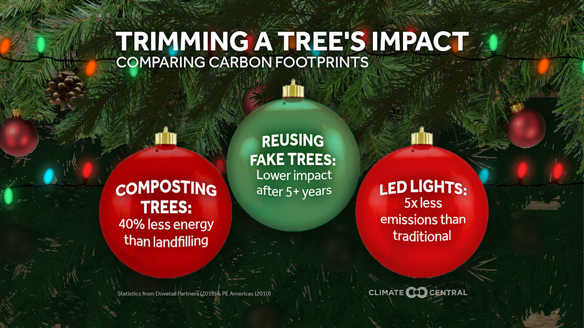 Fake or Real? The Great Christmas Tree Debate | Climate Central