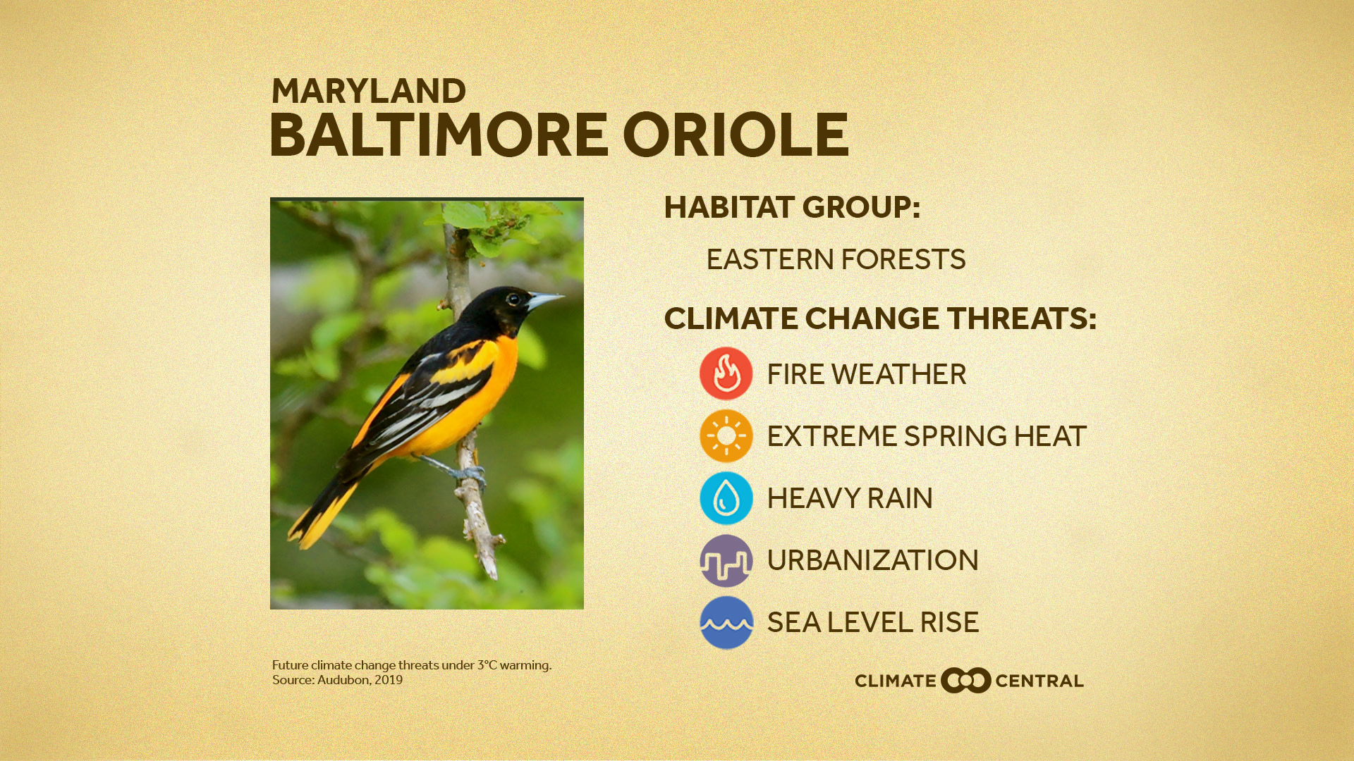 Birds: Taking Flight from Climate Change | Climate Central