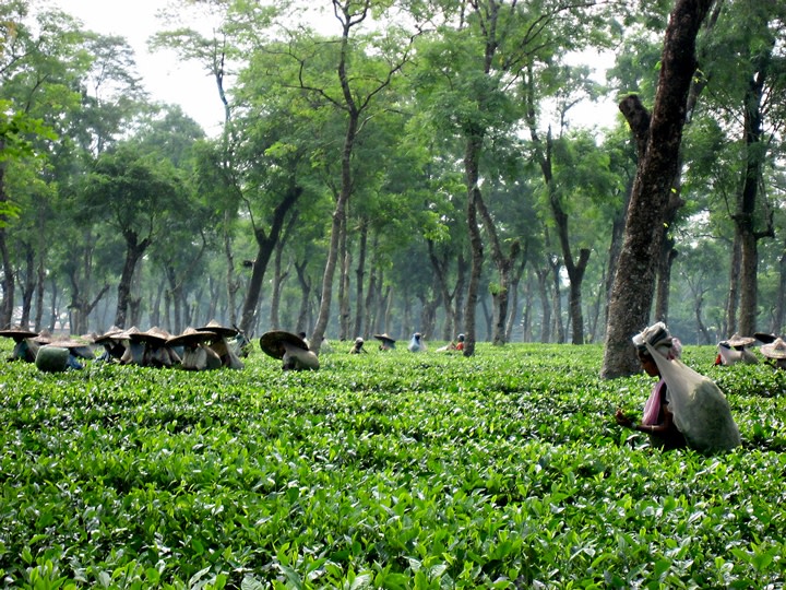 Climate Change Poses a Brewing Problem for Tea | Climate Central