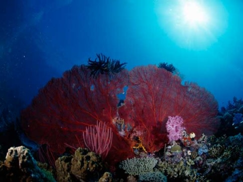 Rising Levels of Acids in Seas May Endanger Marine Life | Climate Central