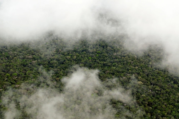 Drought Weakens the Amazon’s Ability to Capture Carbon | Climate Central