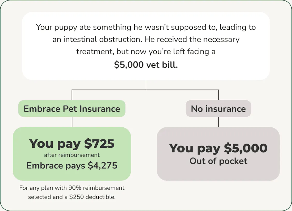 Pet Insurance You Can Use at Any Licensed Vet | Embrace Pet Insurance