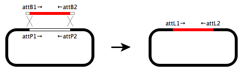 SnapGene Version 2.5.0