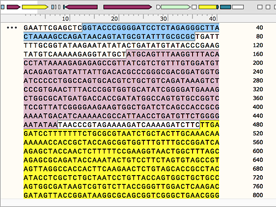 SnapGene Version 3.1.0