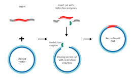 Restriction Enzyme Cloning