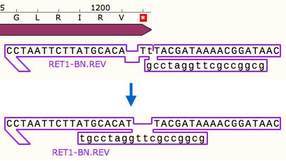 SnapGene Version 1.3.0
