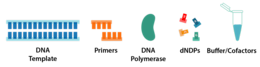 Polymerase Chain Reaction Snapgene