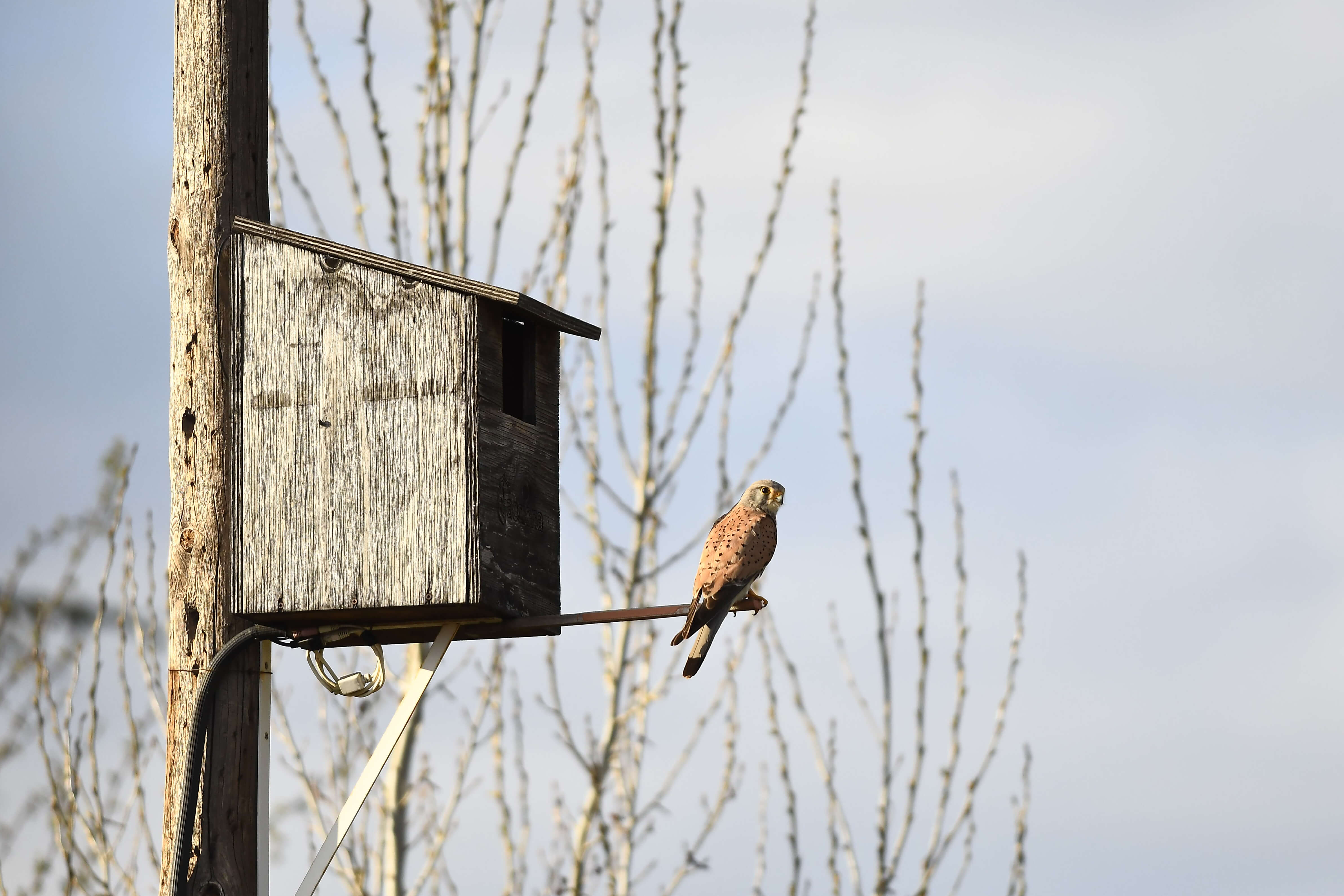 Global hub for nature restoration and conservation | Restor