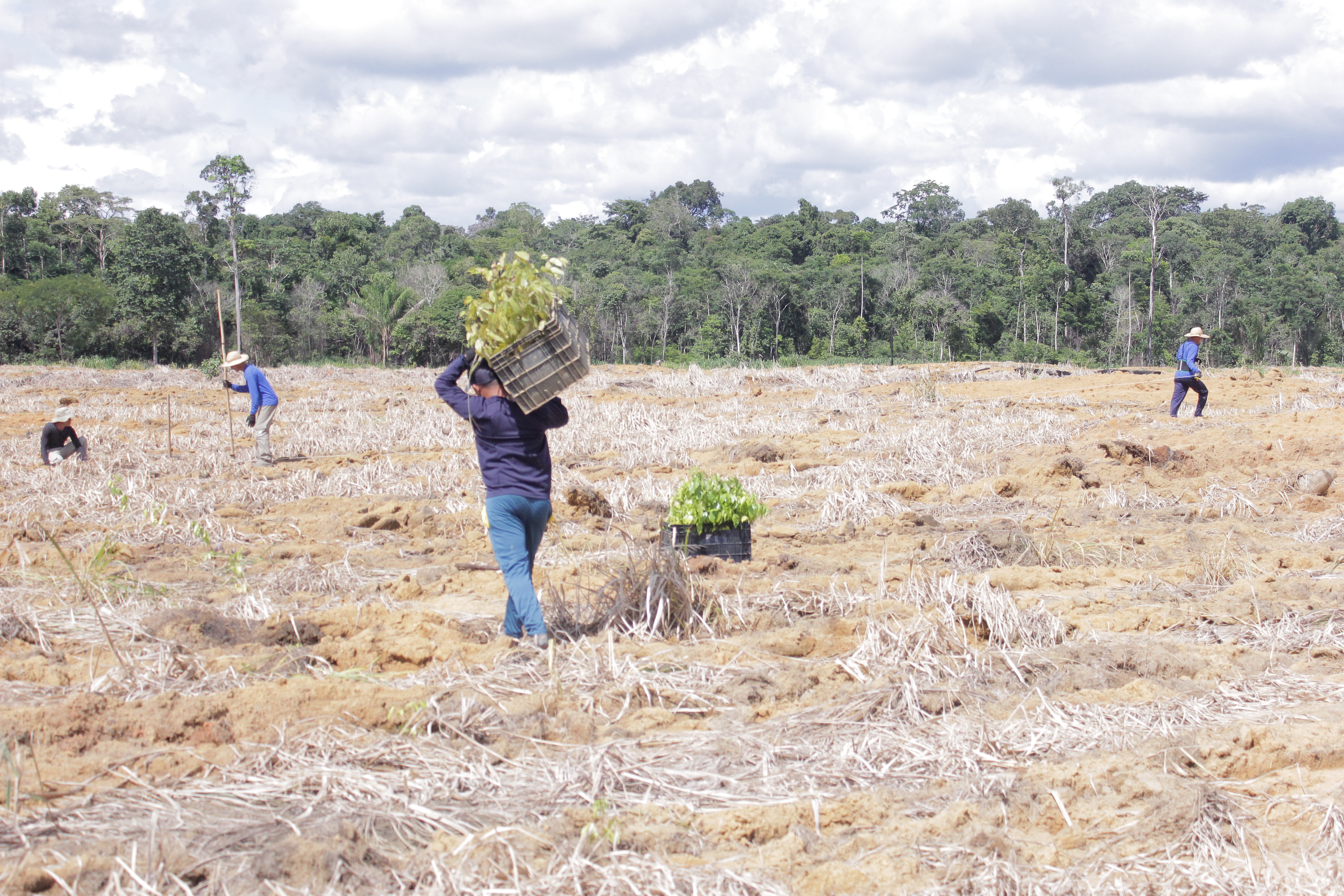 Global hub for nature restoration and conservation | Restor