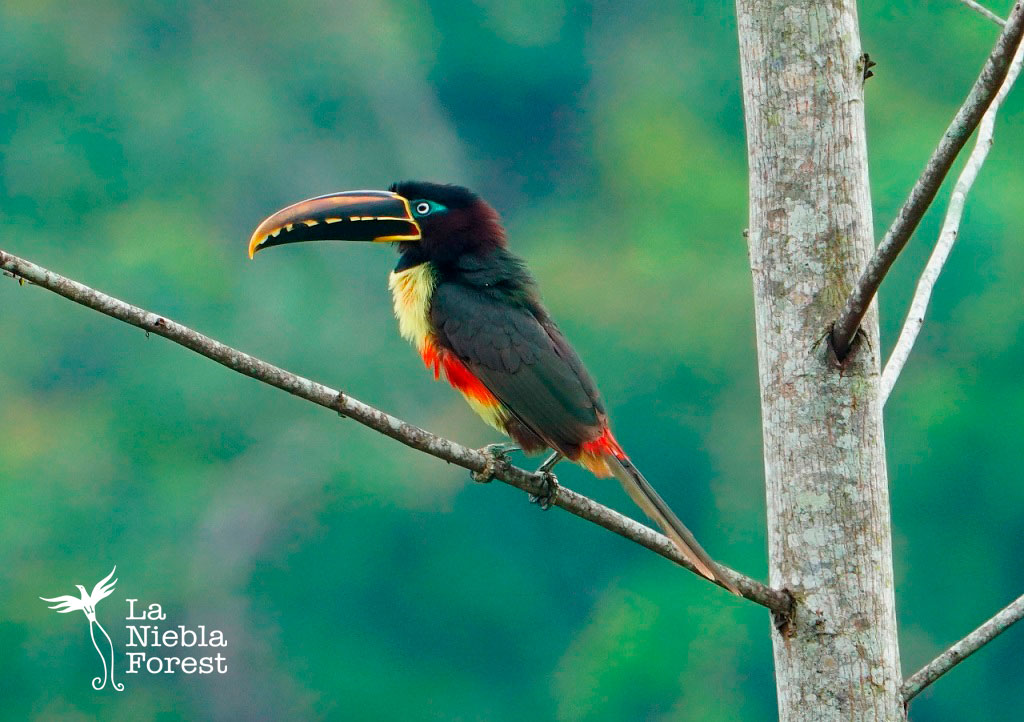 Global hub for nature restoration and conservation | Restor