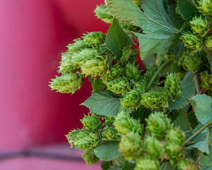 5 Major Benefits of Hops for Your Skin, According to Experts | IPSY