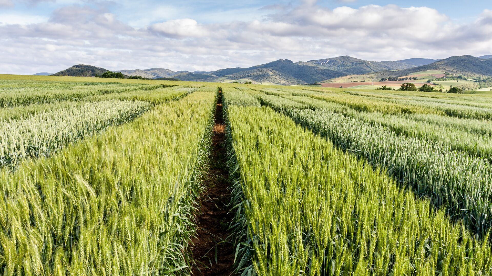 Smartening up Albanian agriculture with IoT | Vodafone IoT