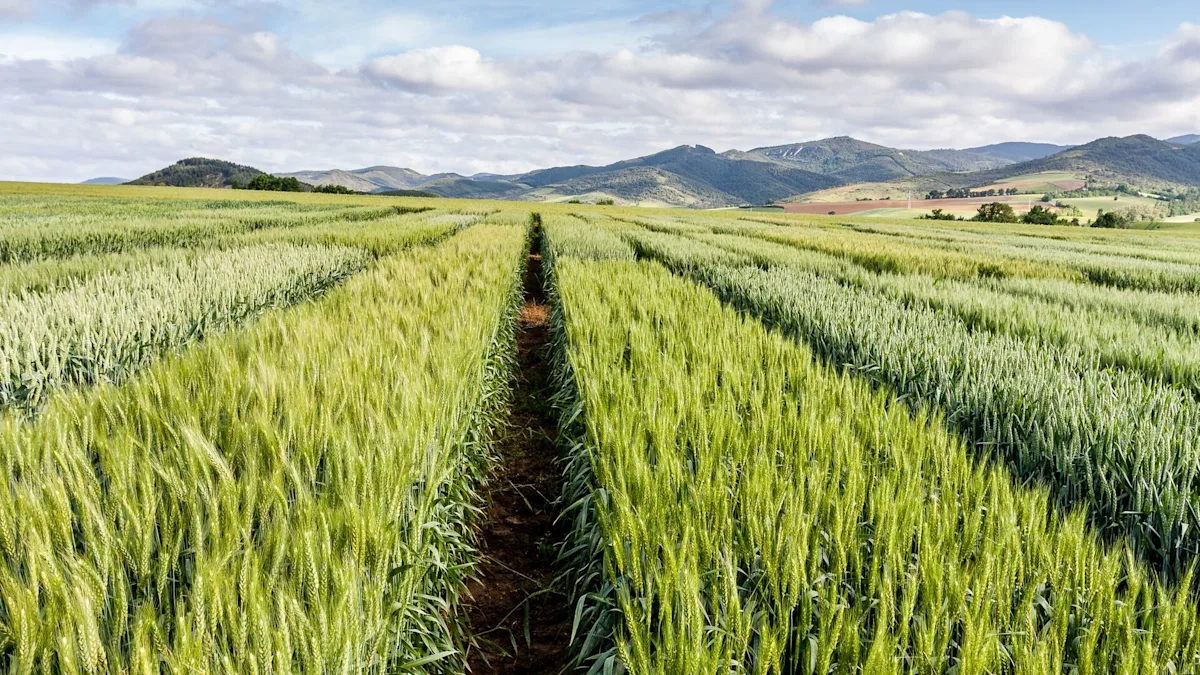 Smartening up Albanian agriculture with IoT | Vodafone IoT