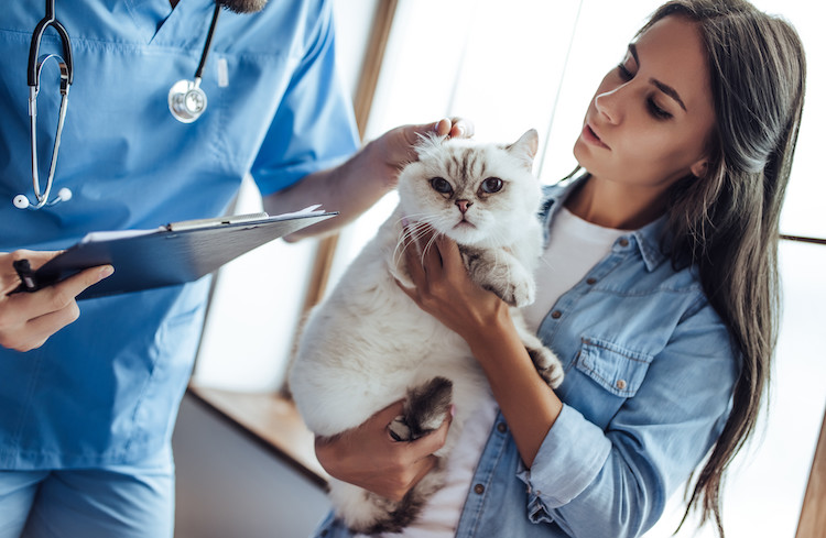 La teigne chez le chat : symptômes, diagnostic, traitement - Bulle Bleue