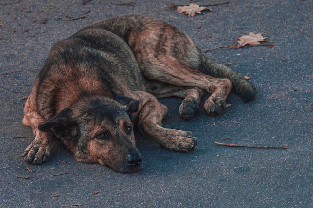 Que faire face à un chien errant ? - Bulle Bleue