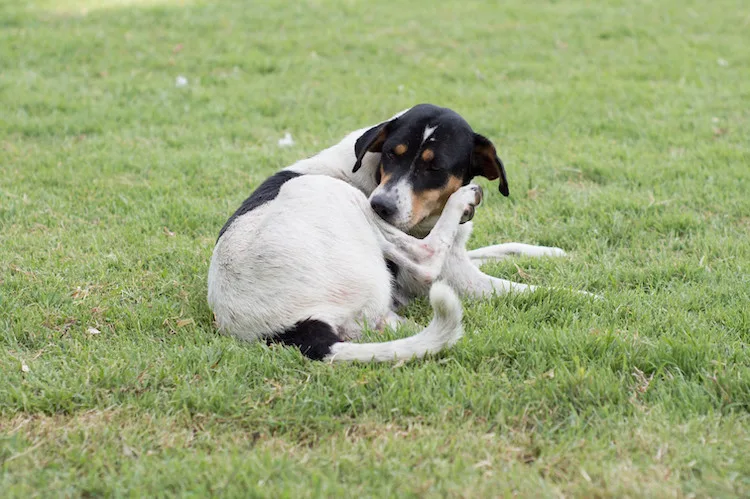 Tout savoir sur les puces chez le chien - Santévet