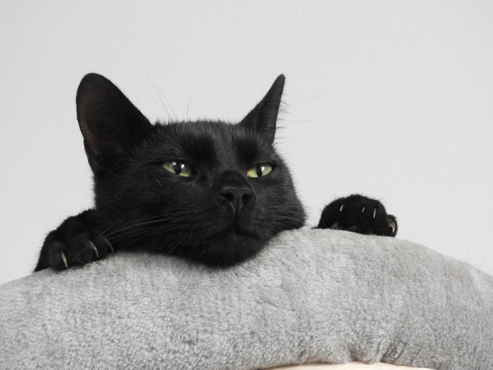 Gatitos Bebes Negros