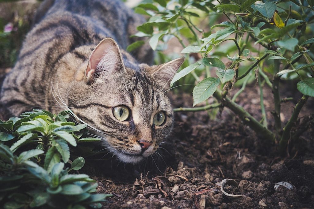 Quelles sont les particularités des chats tigrés
