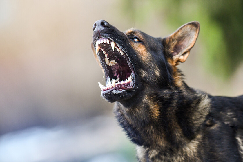 Rabies Symptomer Hondsdolheid Bij Honden Symptomen En Behandelingen