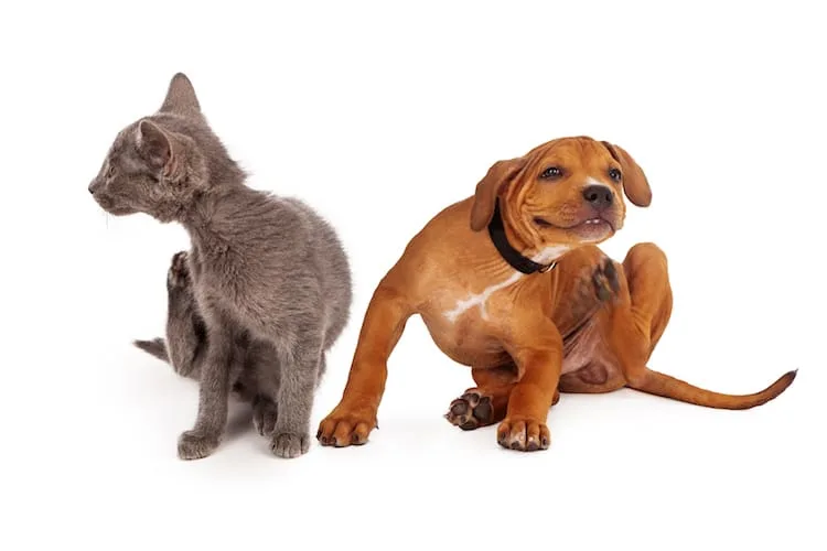 Aoûtats : comment protéger votre chien ou votre chat ? - Maladies et ...