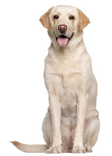 Queue De Chien Qui Remue