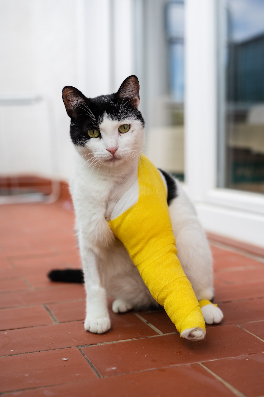 Son Los Cactus De Navidad Venenosos Para Perros Y Gatos