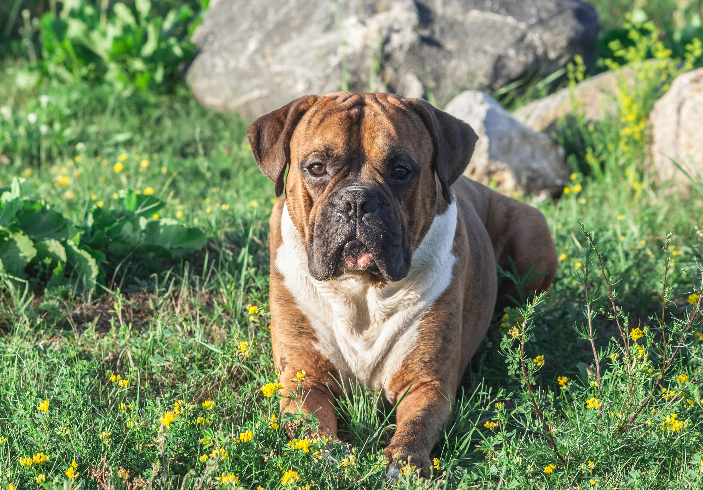 Profil Du Chien Boxer