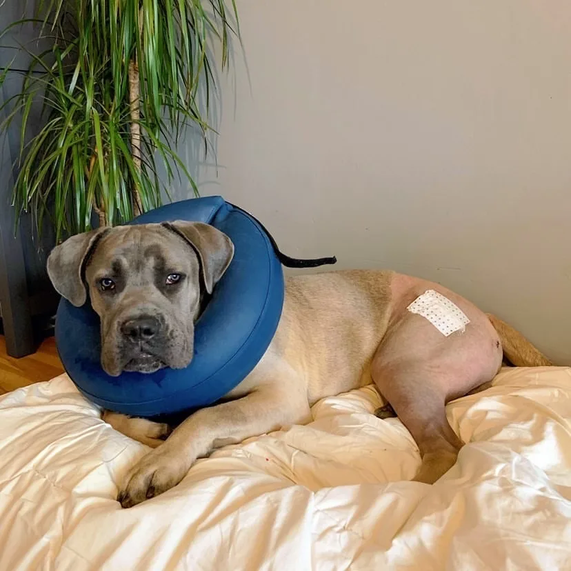 Collerette gonflable pour chien : un Cane Corso témoigne - Actualité ...