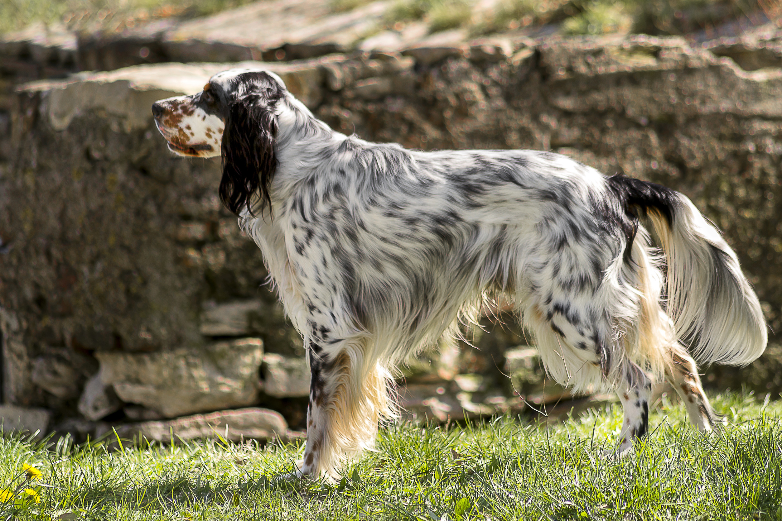 Chasse Au Setter Anglais