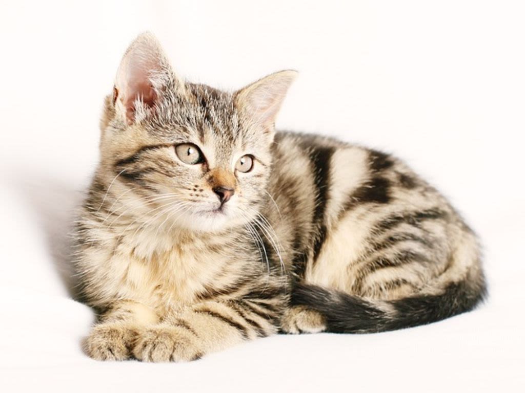 Gatos atigrados: tipos, razas, nombres y temperamento - Santévet
