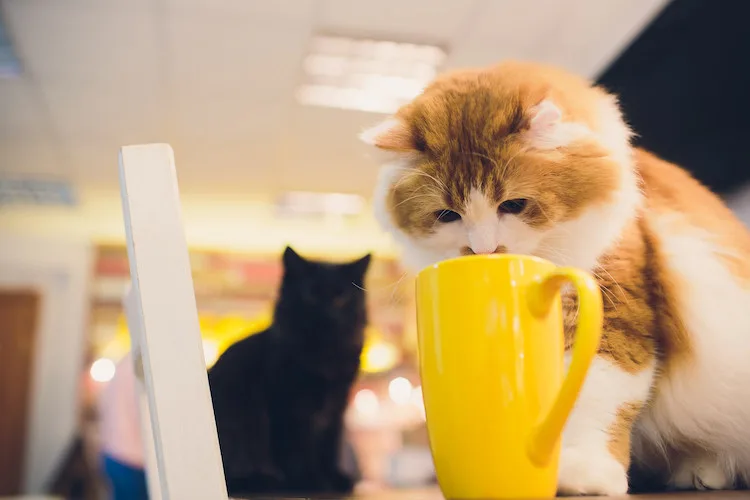 Les aliments qui sont toxiques pour votre chat - Santévet