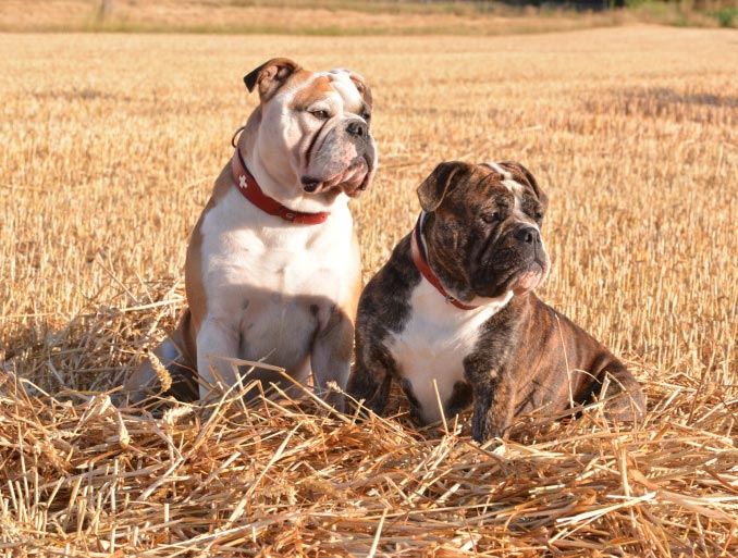 Continental bulldog : une nouvelle race de chien reconnu officiellement ...