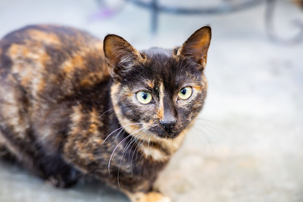 Chat Isabelle : tempérament, soins, prix et vie quotidienne - Race de ...