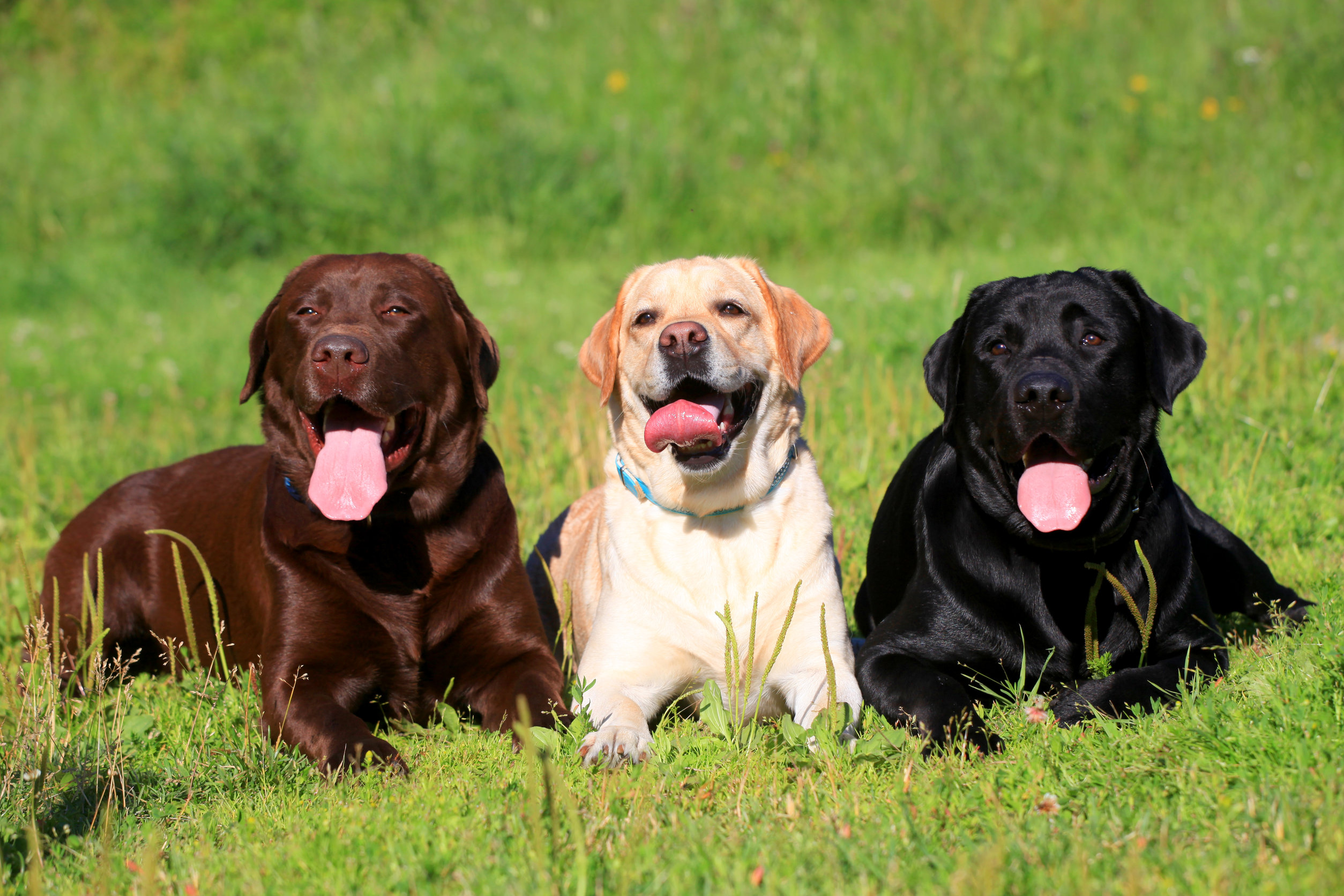 Labrador Retriever Mélange De Bouvier Australien