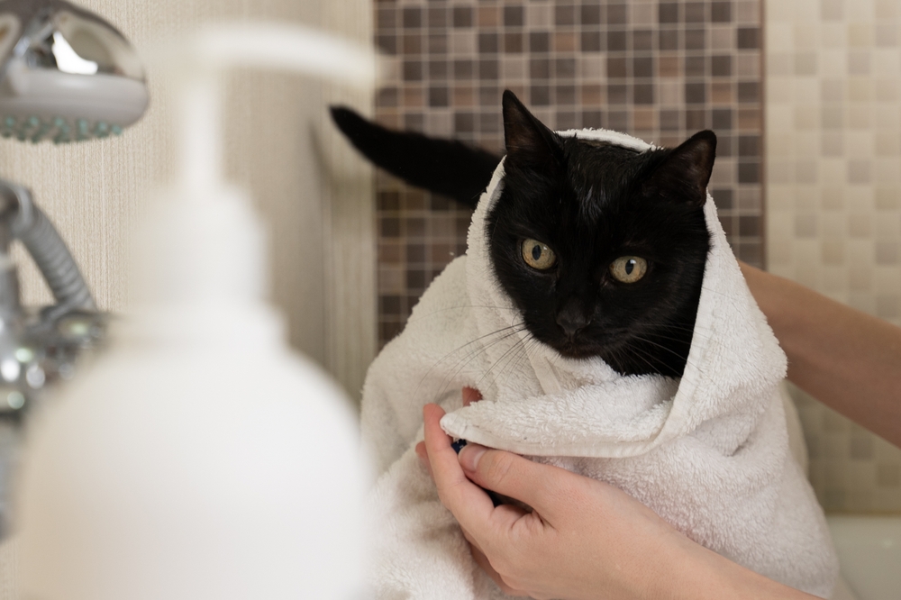 Unieke Kattenkleuren