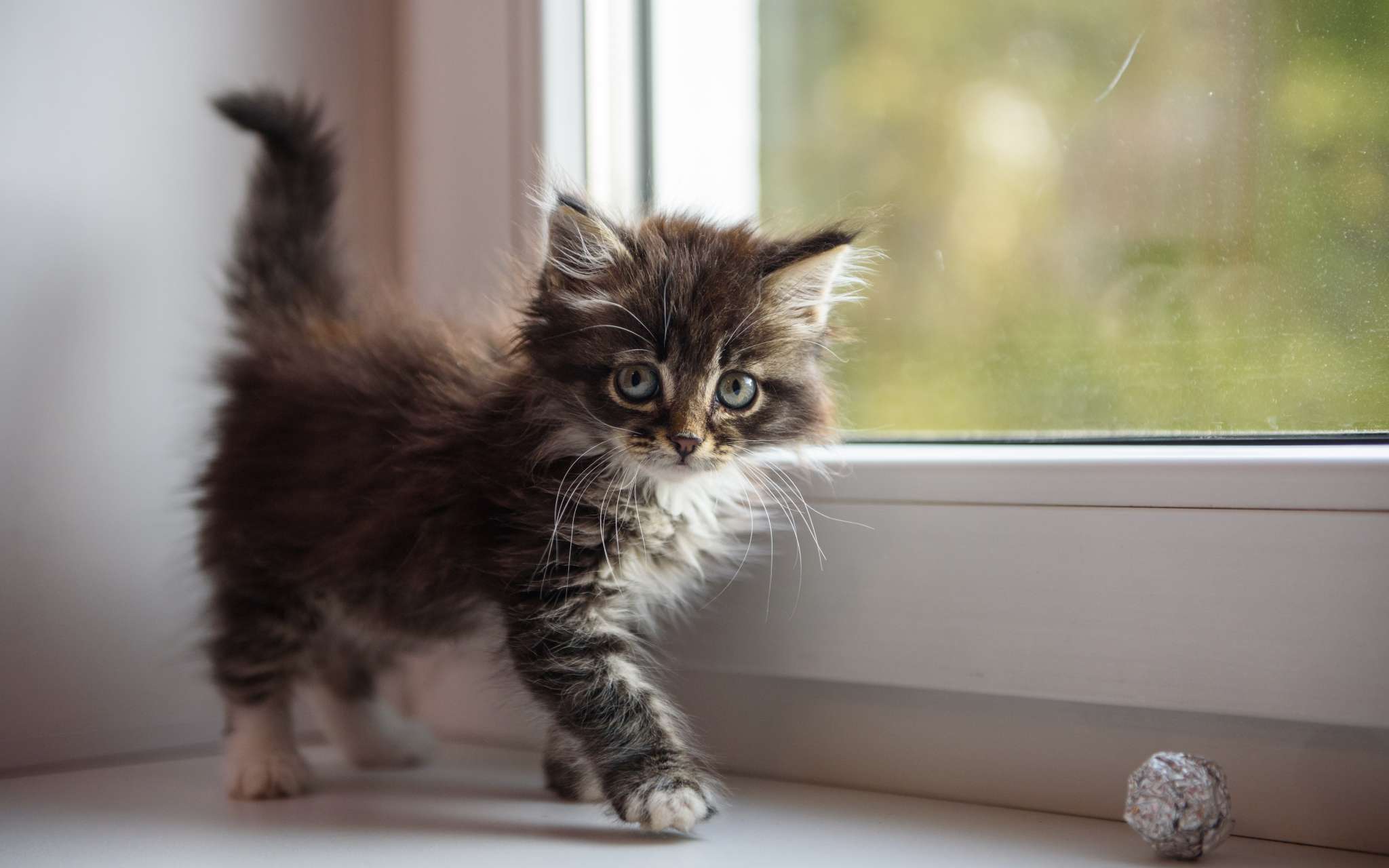 Chaton Honteux