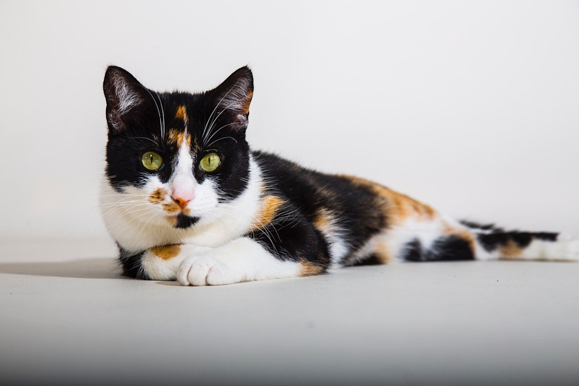Chat Calico