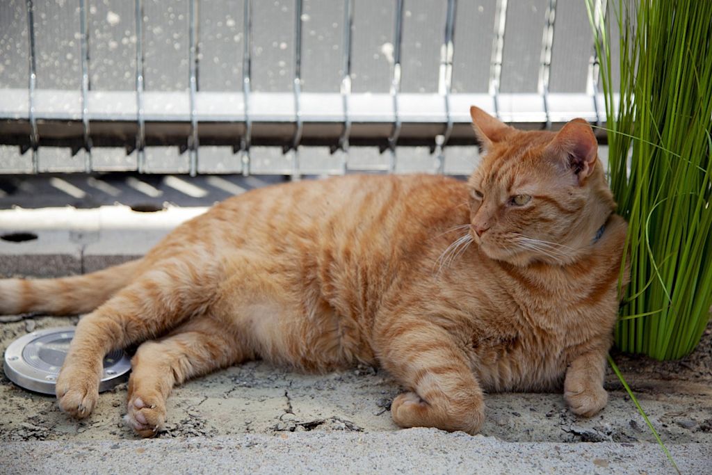 Quelles sont les particularités des chats roux