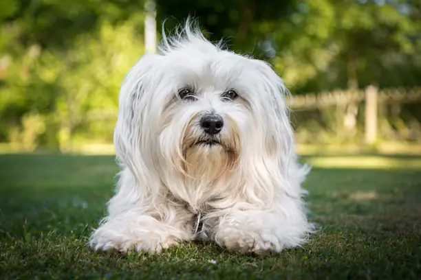 Bichon Havanais Marron Clair Couleurs Du Bichon Havanais Info Sur
