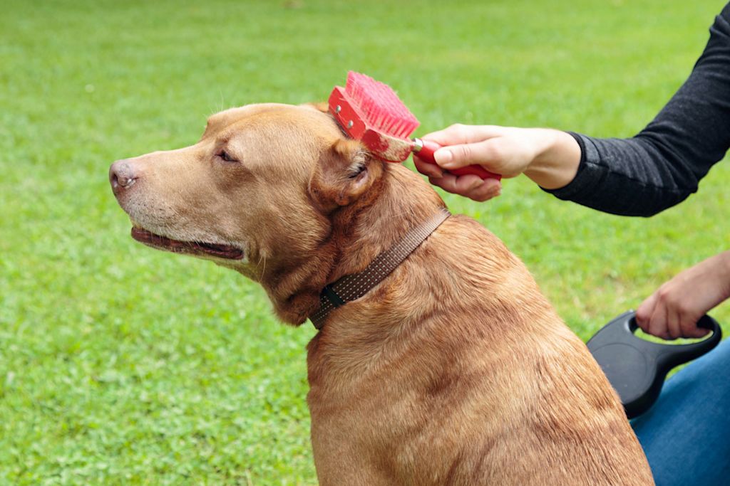 Race de chien roux : tempérament, soins, prix et vie quotidienne