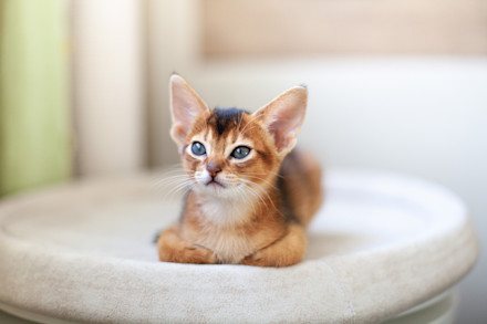 Gatto Abissino