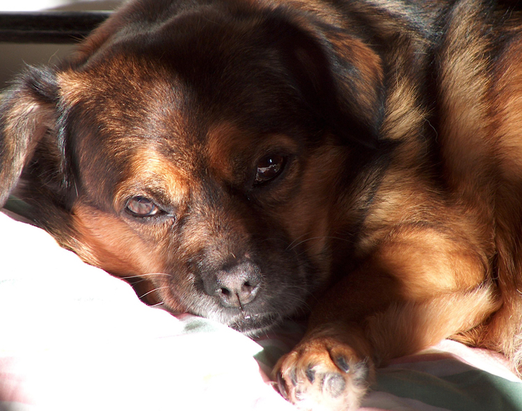 Comment garder son chien âgé en bonne santé ? - Santévet